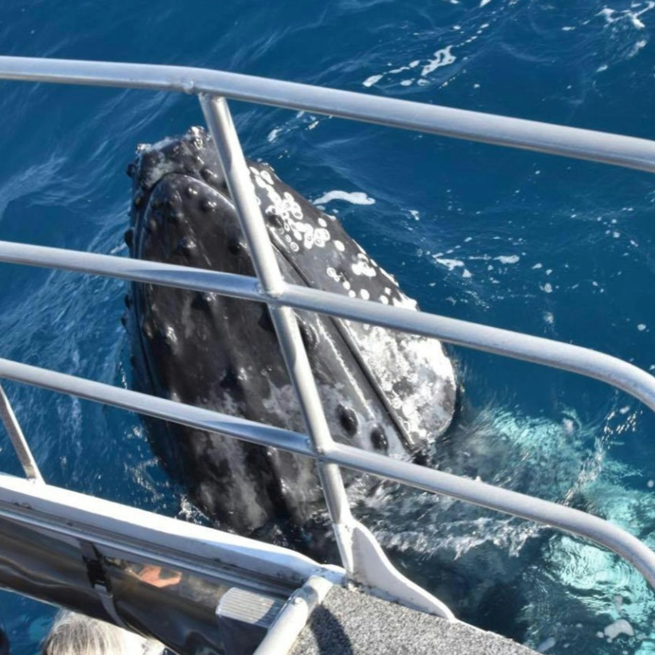 Cleveland Bay: Morning or Sunset Guided Whale Watching Cruise ...