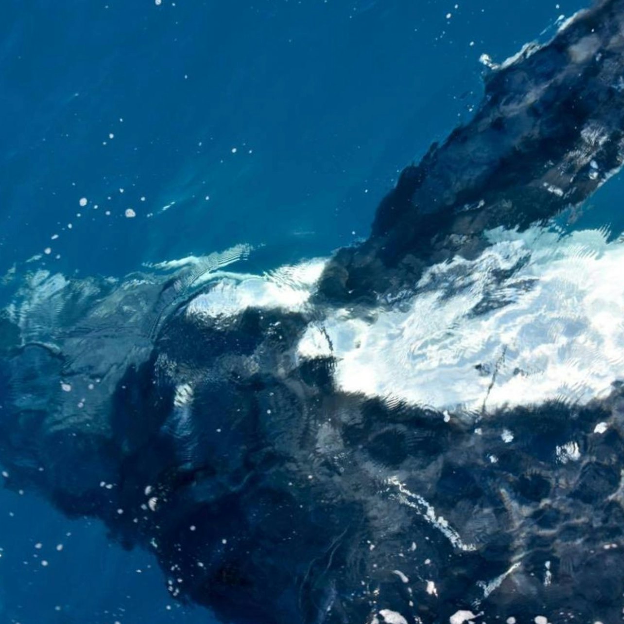 Cleveland Bay: Morning or Sunset Guided Whale Watching Cruise ...