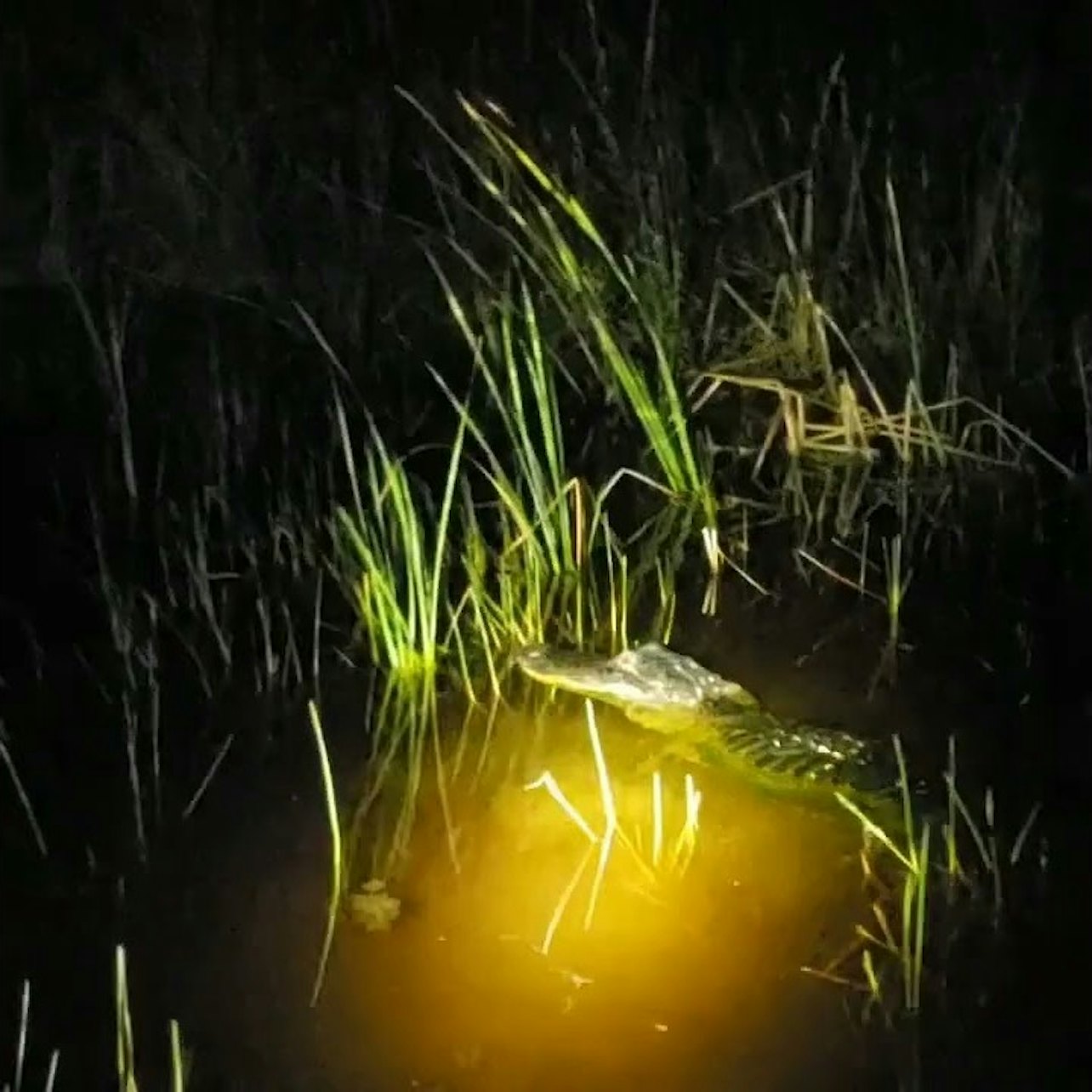 Fort Lauderdale: Gator Nights 60-Min Everglades Airboat Adventure ...